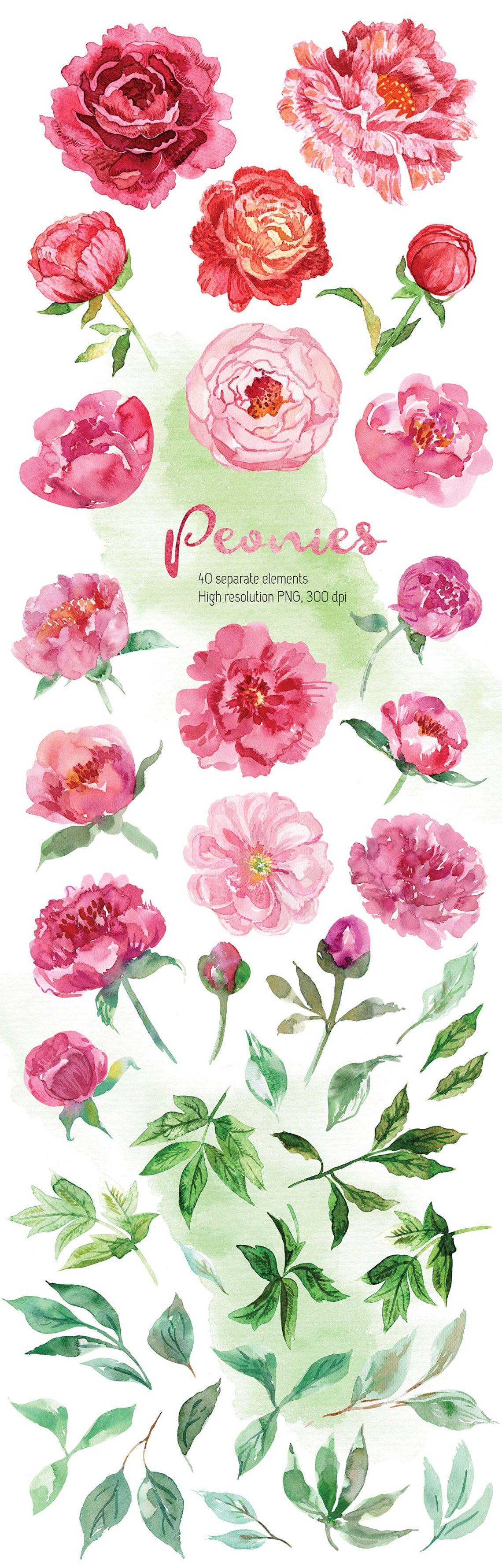 Watercolor Peonies Clipart | Watercolour Flowers Clip Art Set | Digital ...