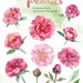 Watercolor Peonies Clipart | Watercolour Flowers Clip Art Set | Digital ...