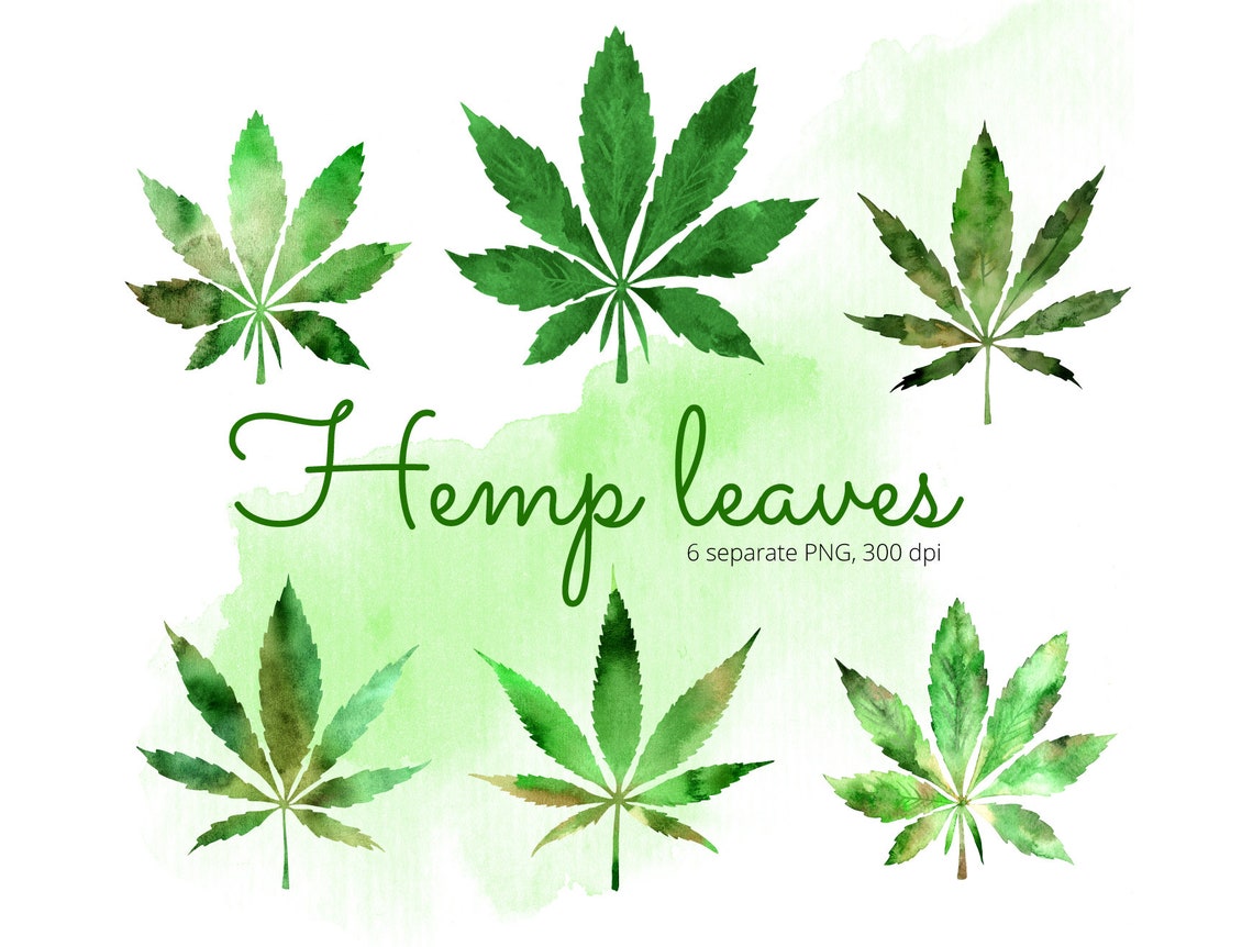 Watercolor Hemp Clipart Hemp Leaves PNG - Etsy