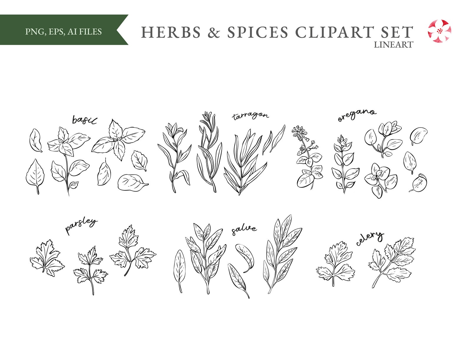 Herbs and Spices Clipart Set Botanical Illustration Plants - Etsy