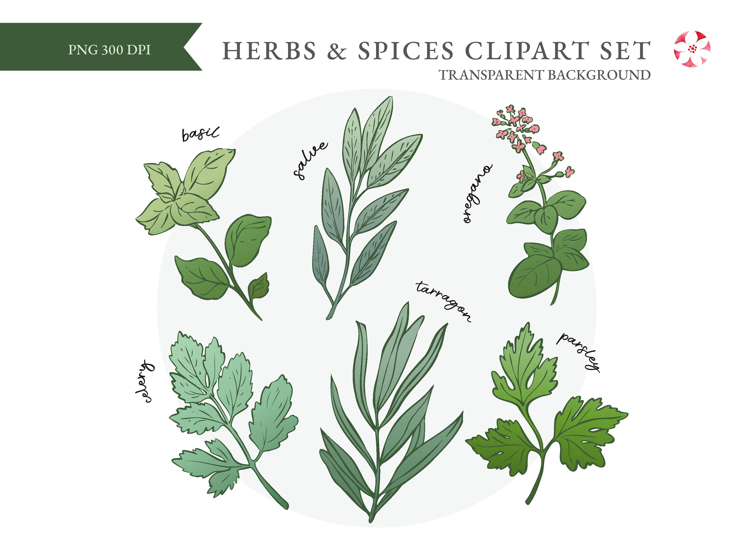 Herbs and Spices Clipart Set Botanical Illustration Plants - Etsy
