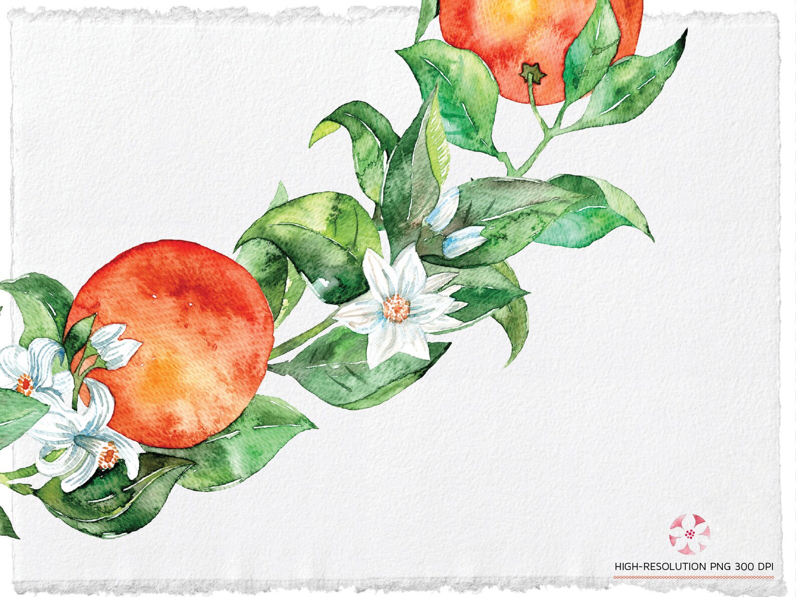Watercolor Orange and Flowers Wreath Clipart Watercolour - Etsy