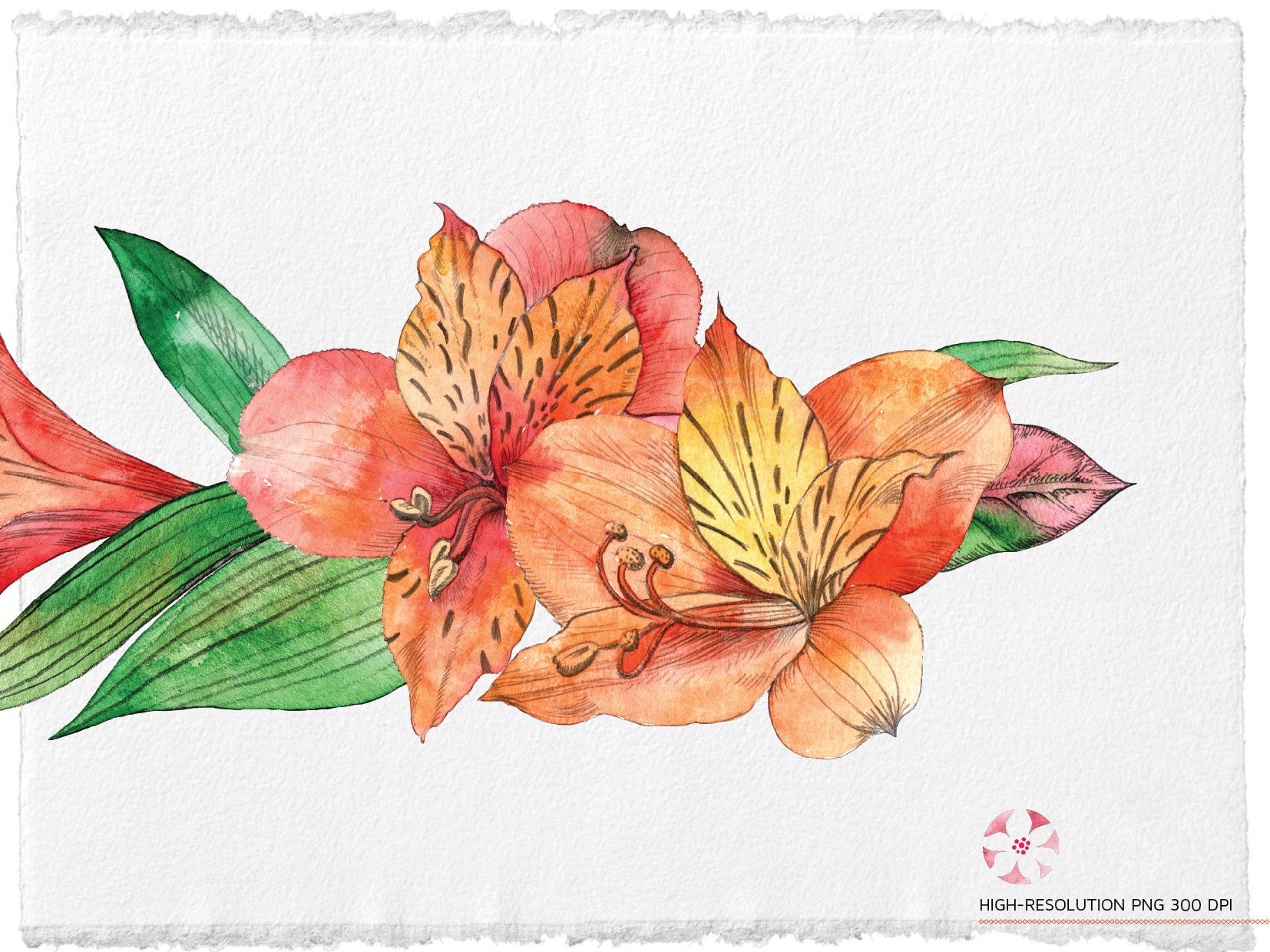 Watercolor Orange Flowers Clipart Set | Watercolour Alstroemeria | Hand ...