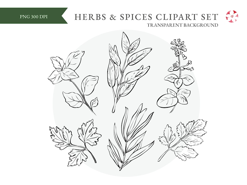 Herbs and Spices Clipart Set Botanical Illustration Plants - Etsy