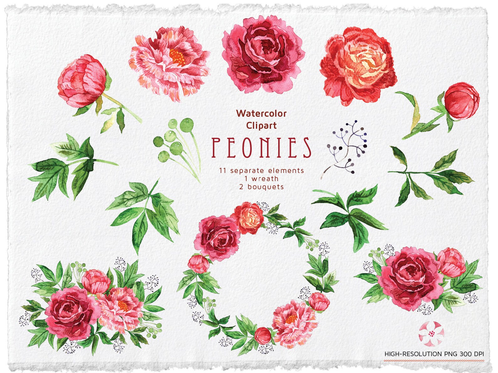 Watercolor Peonies Clipart Watercolour Flowers Clip Art Set - Etsy