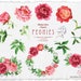 Watercolor Peonies Clipart | Watercolour Flowers Clip Art Set | Digital ...