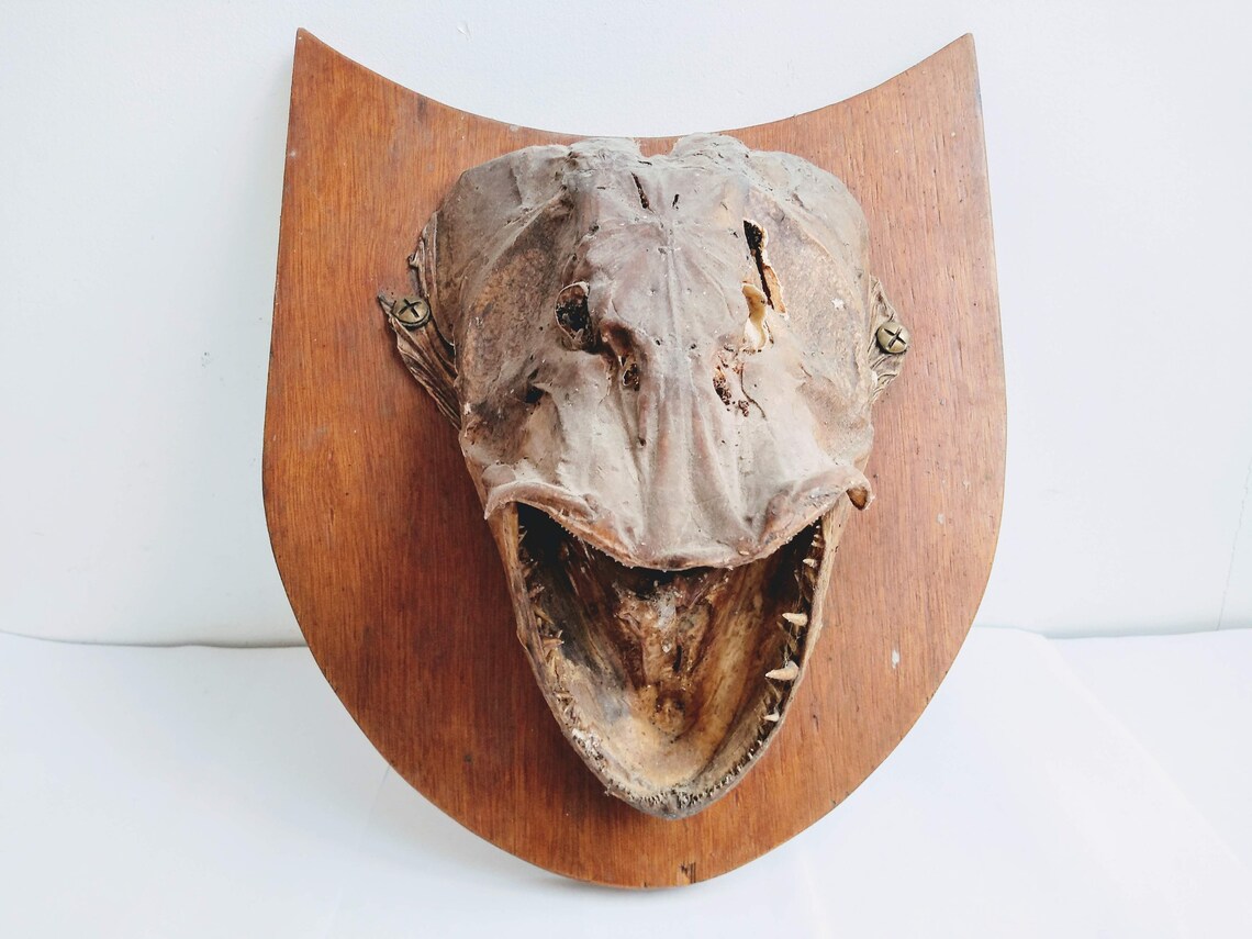 Vintage French Mounted Pike Fish Head Taxidermy On Shield | Etsy