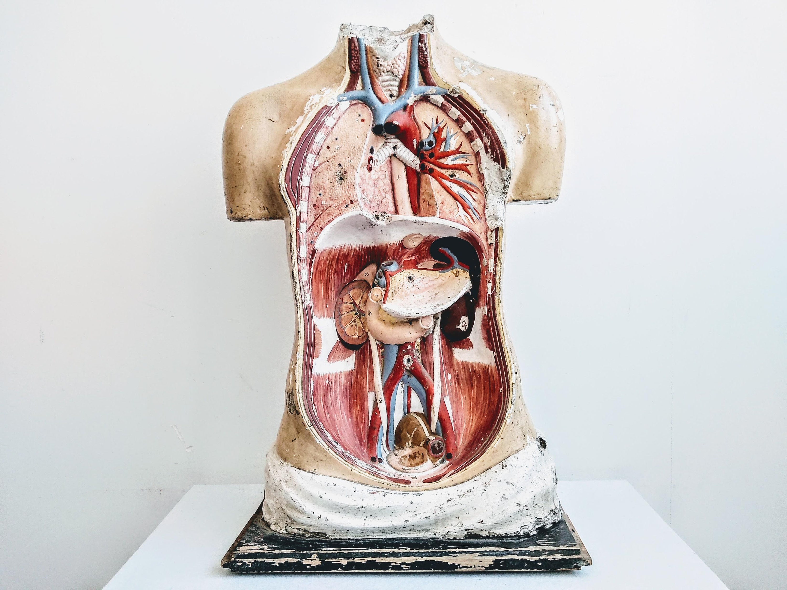 Vintage English Medical School Torso Human Biology Biopsy | Etsy