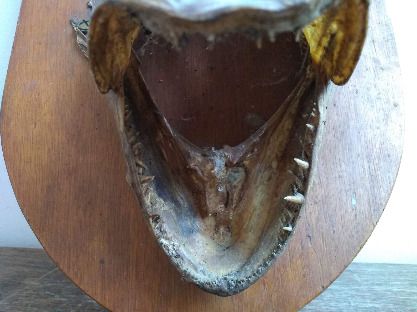 Vintage French Mounted Pike Fish Head Taxidermy on Shield Figurine ...
