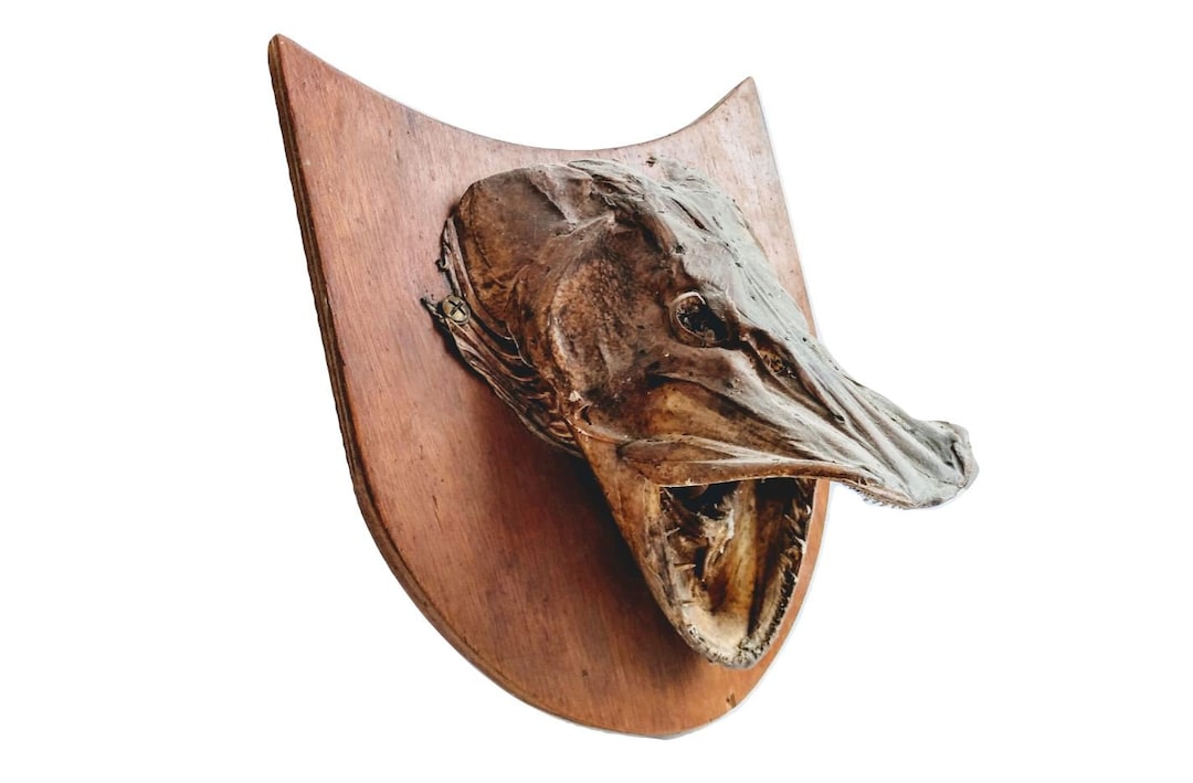 Vintage French Mounted Pike Fish Head Taxidermy on Shield Figurine ...