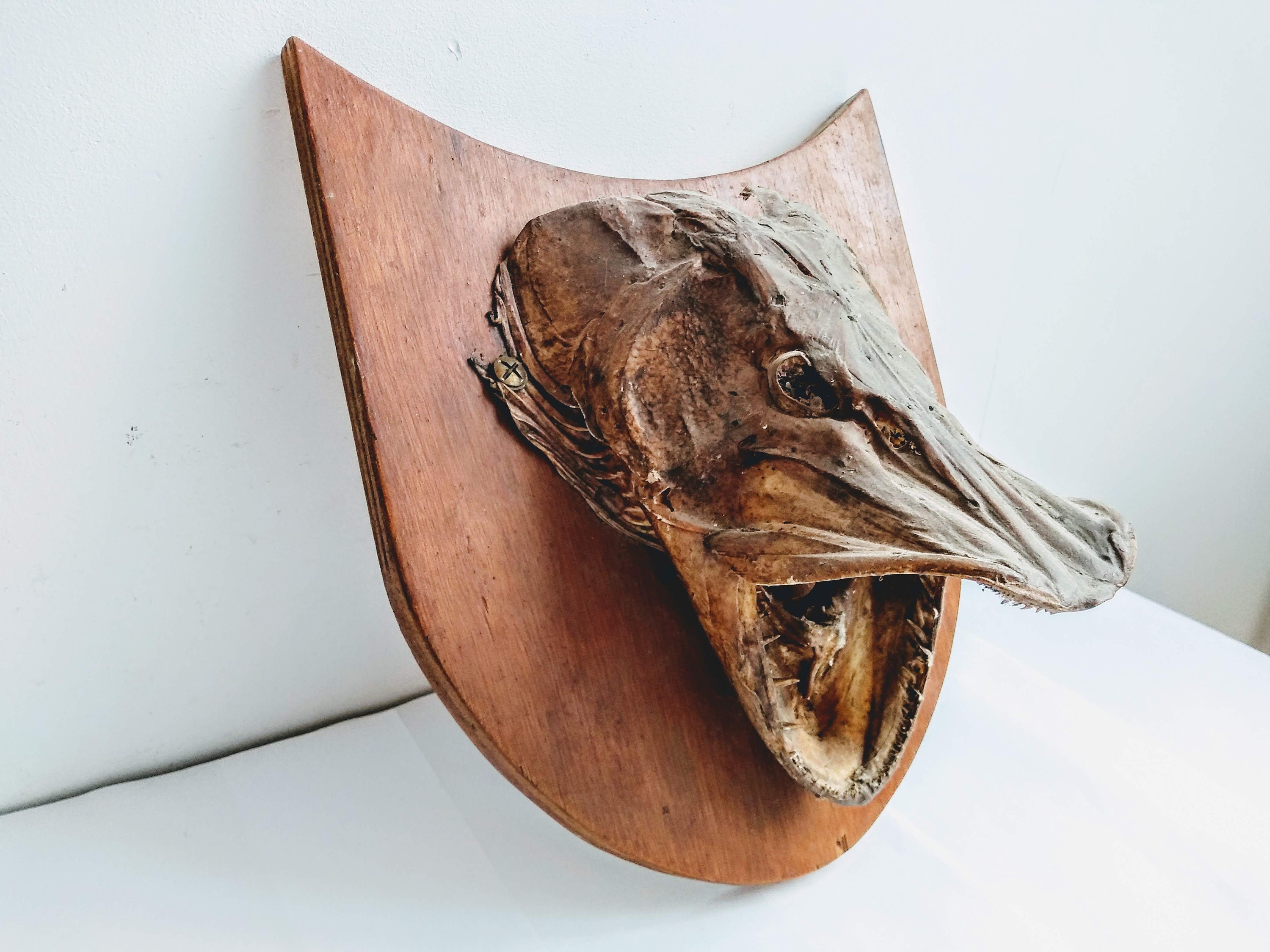 Vintage French Mounted Pike Fish Head Taxidermy On Shield | Etsy