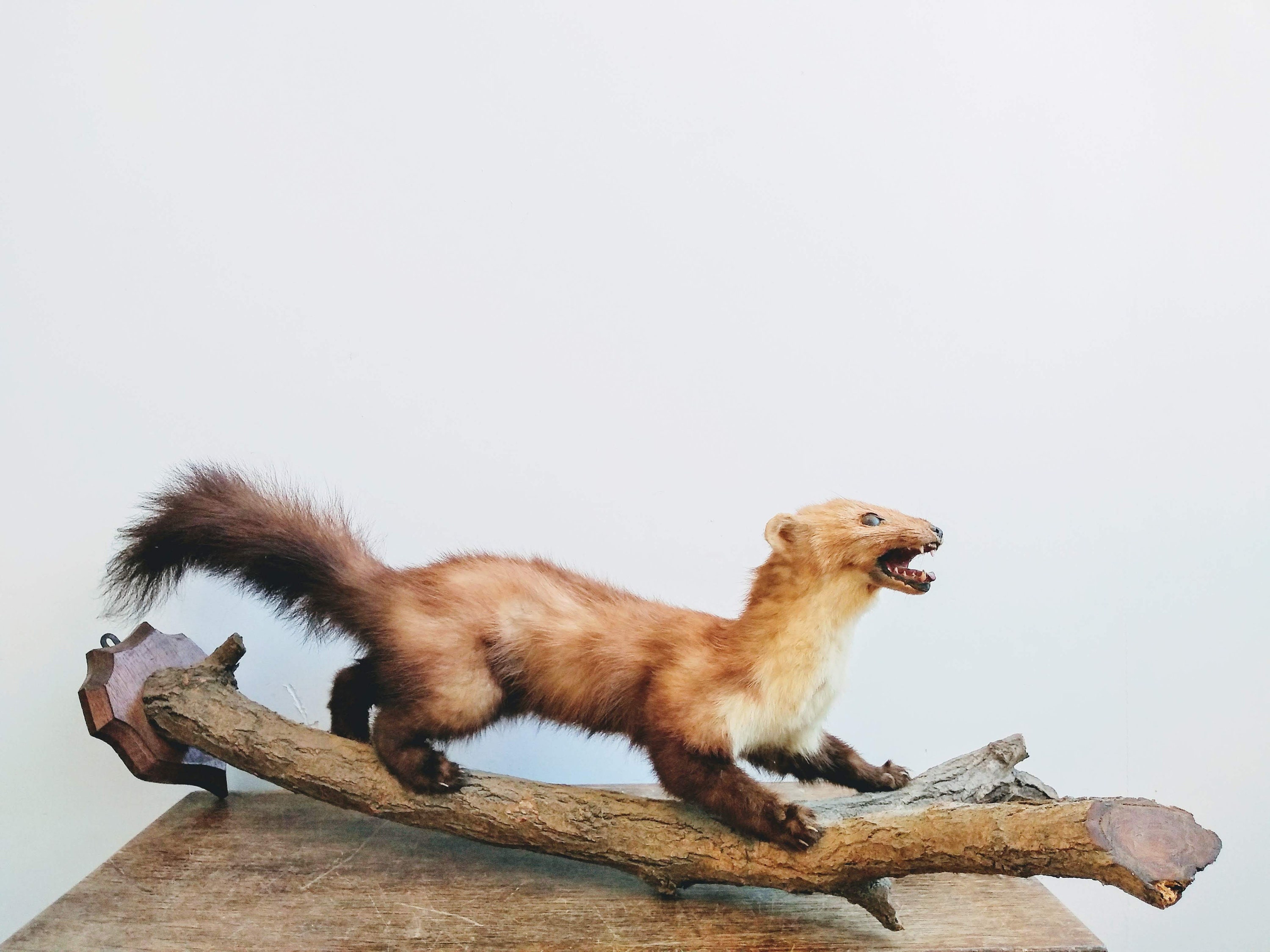 Vintage French Mounted Pine Martin on Branch Taxidermy | Etsy