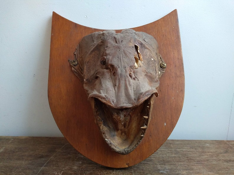 Vintage French Mounted Pike Fish Head Taxidermy on Shield Figurine ...