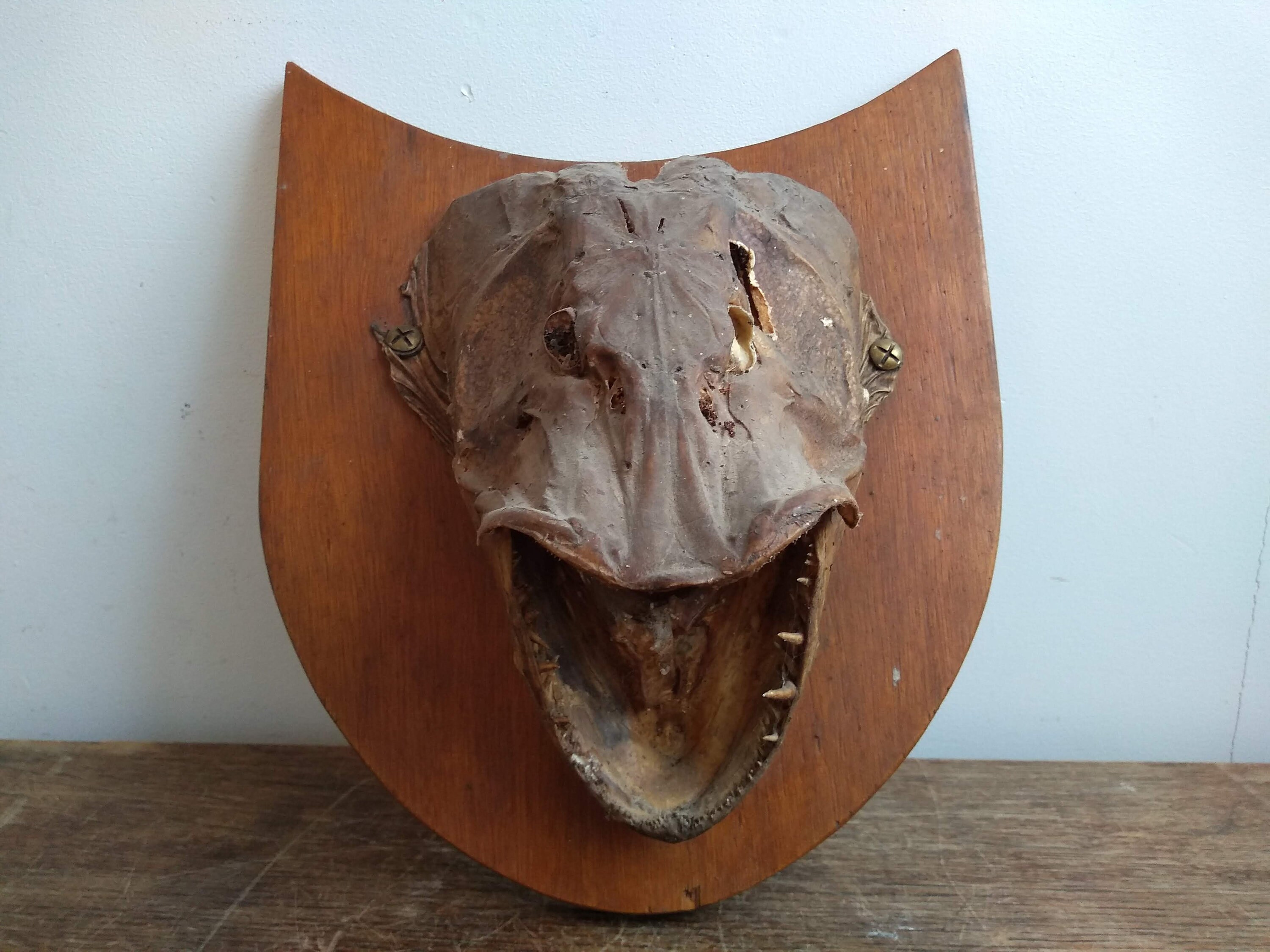 Vintage French Mounted Pike Fish Head Taxidermy On Shield | Etsy