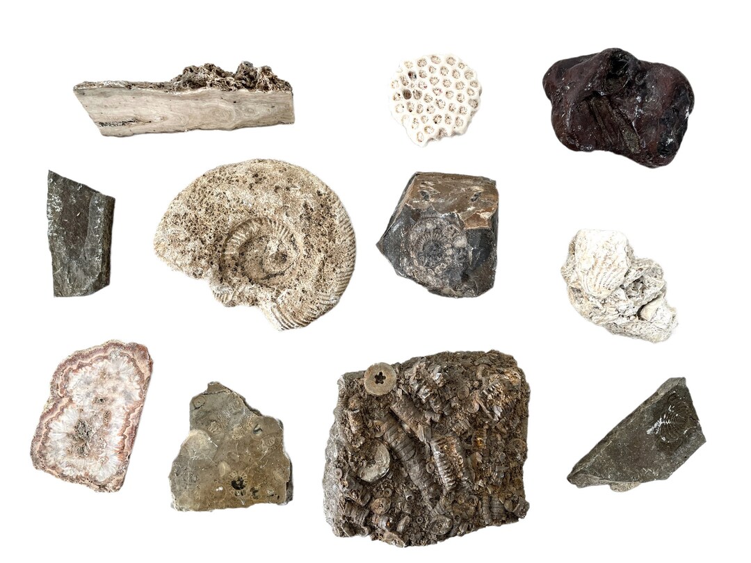 Ancient French Fossil Collection Collector Display Objets Trouvés Gift ...