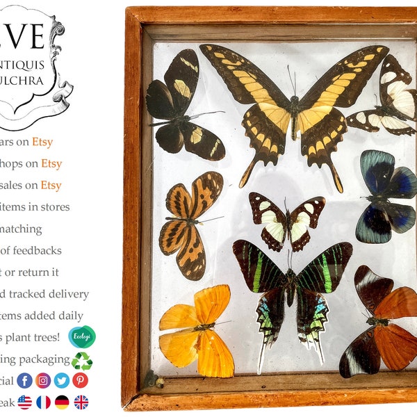 Butterfly Display - Etsy
