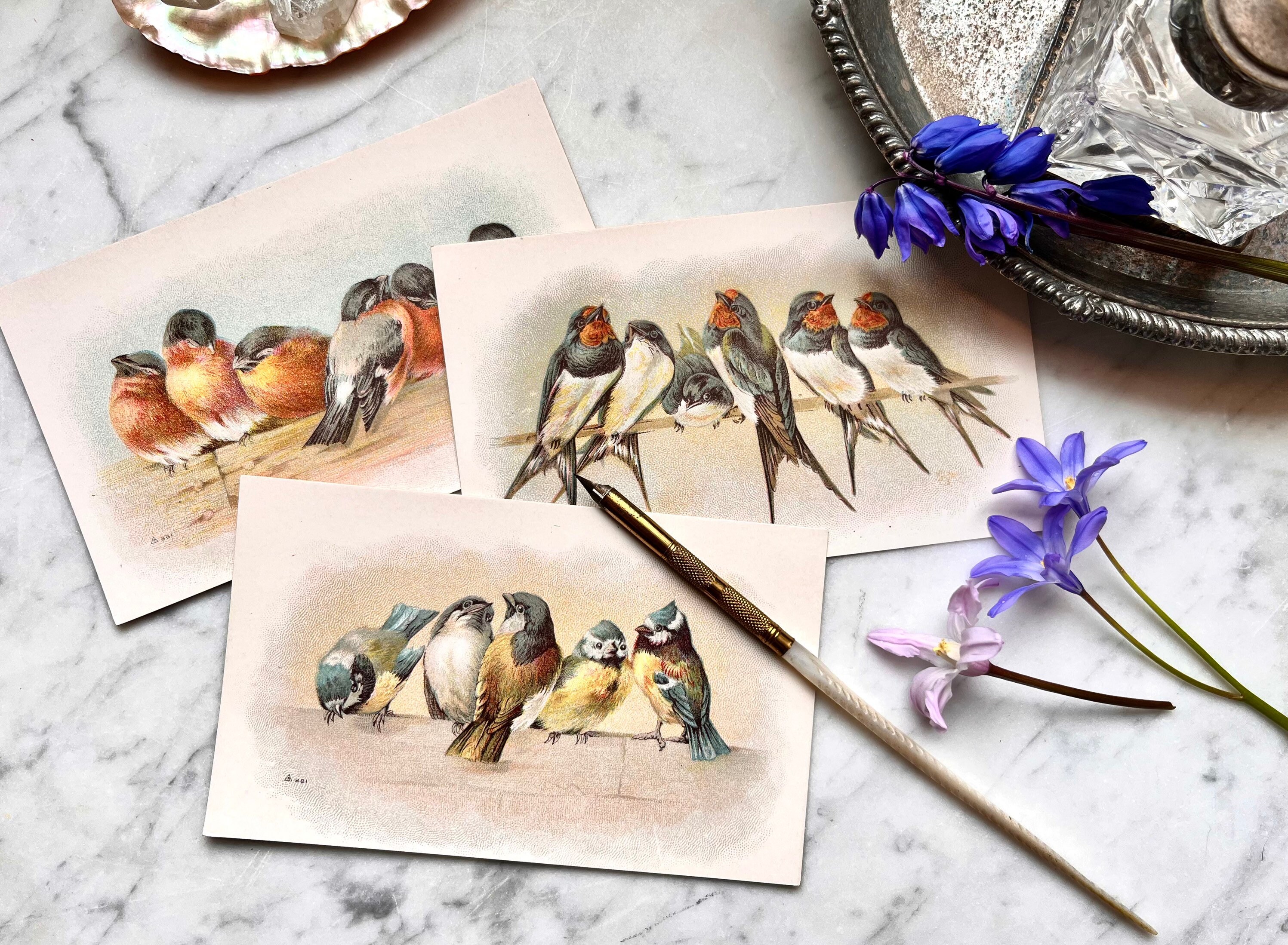 Original Victorian Bird Lithograph Cards Set of 3 Scrapbook, Note Card ...