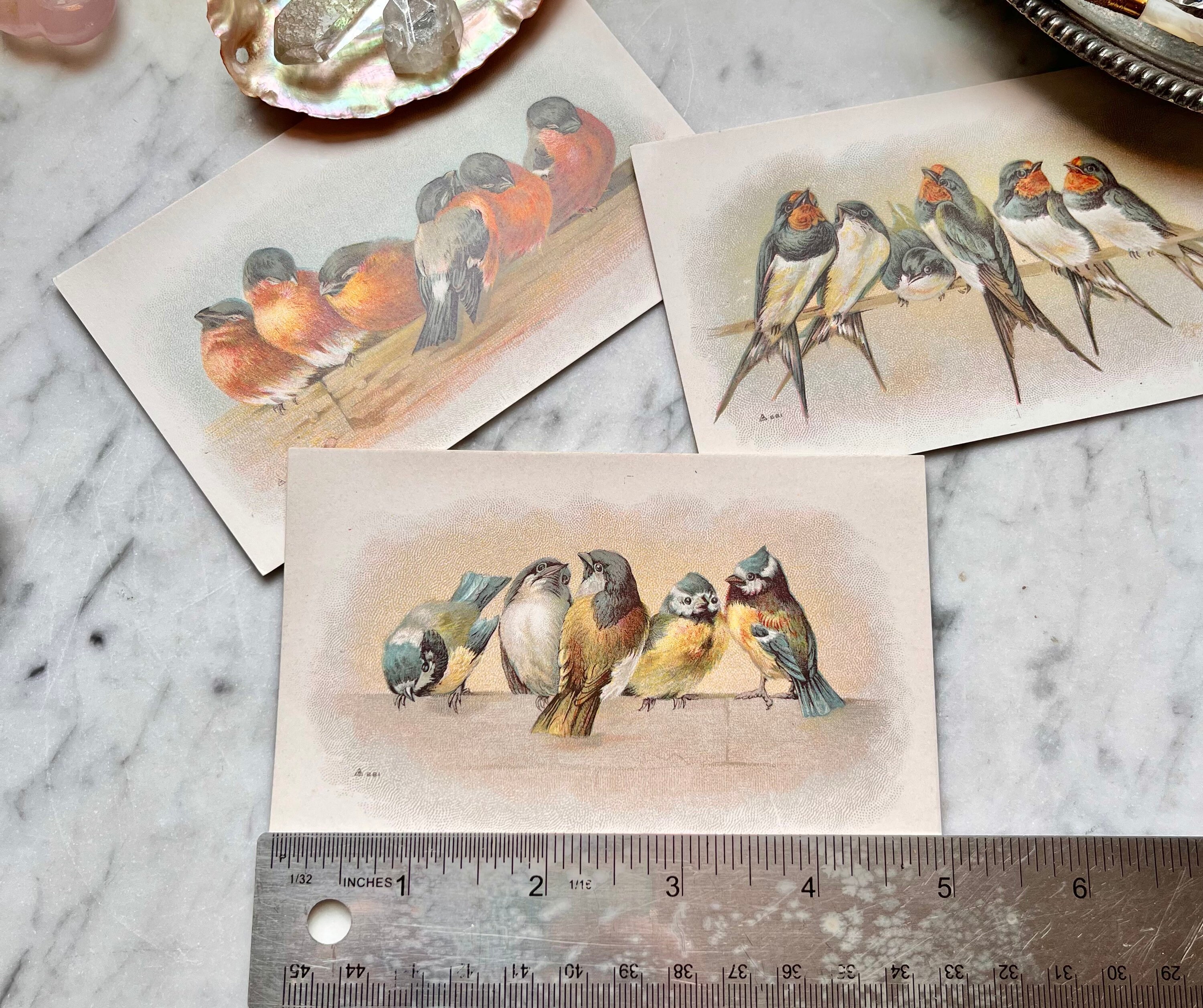 Original Victorian Bird Lithograph Cards Set of 3 Scrapbook, Note Card ...