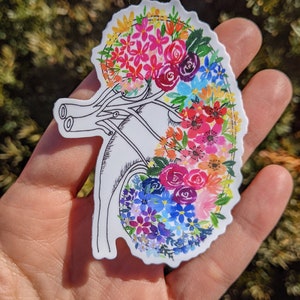 Anatomical Kidney Floral Vinyl Sticker. Vinyl Decal, Laptop Sticker ...