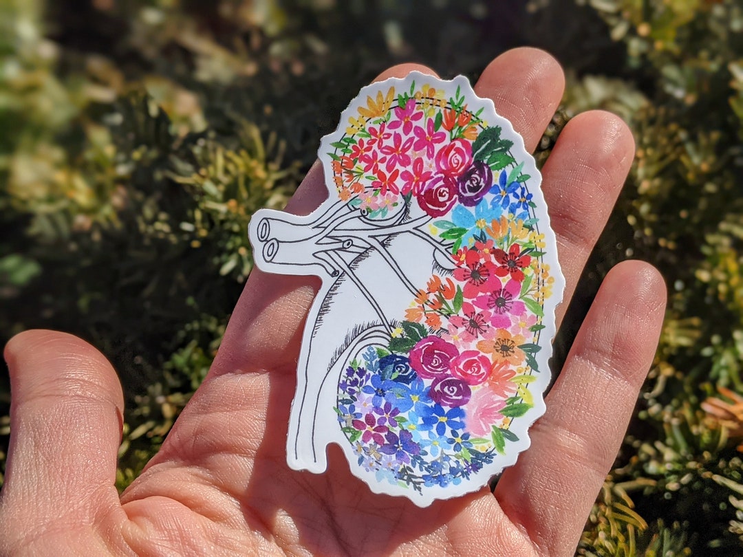 Anatomical Kidney Floral Vinyl Sticker. Vinyl Decal, Laptop Sticker ...