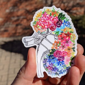Anatomical Kidney Floral Vinyl Sticker. Vinyl Decal, Laptop Sticker ...