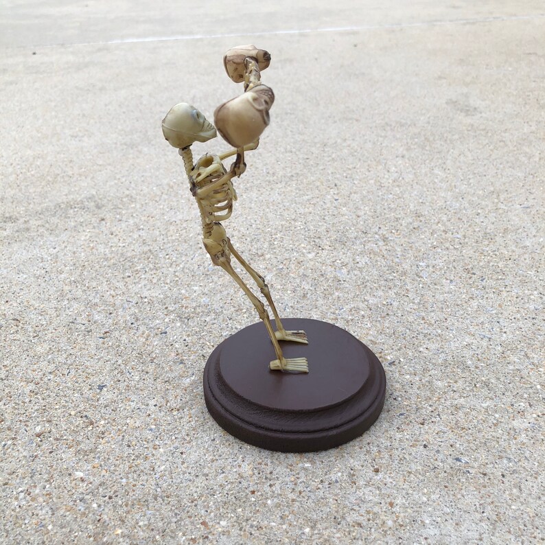 Strong Skellie Halloween Skeleton Party Trophy Award or - Etsy