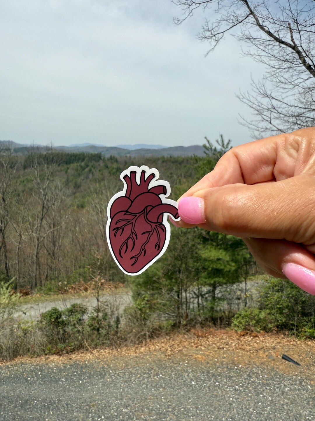 Anatomical Heart Sticker - Cardiology Sticker, Cardiologist, Heart ...