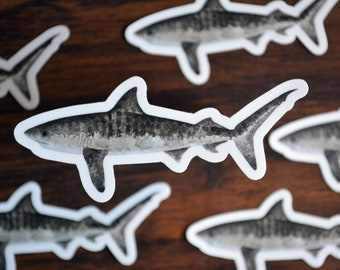 Tiger Shark Sticker - Etsy
