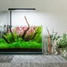 Spider Wood Aquarium Driftwood for Aquarium, Terrarium, Vivarium, and ...