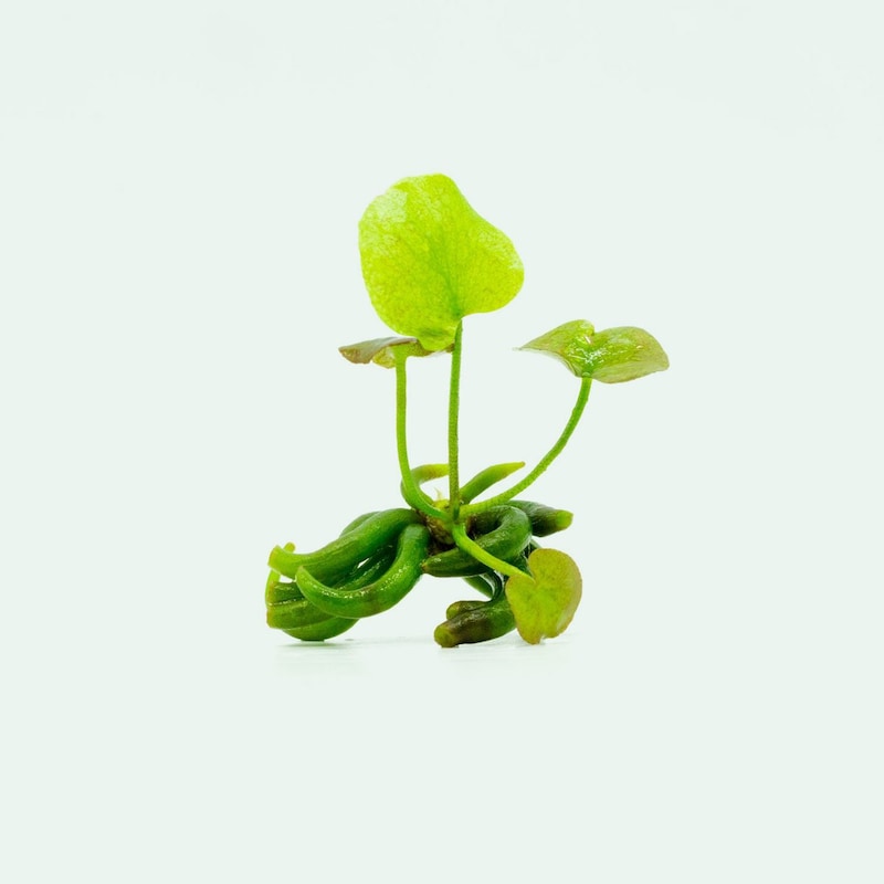 Water Bananas - Etsy