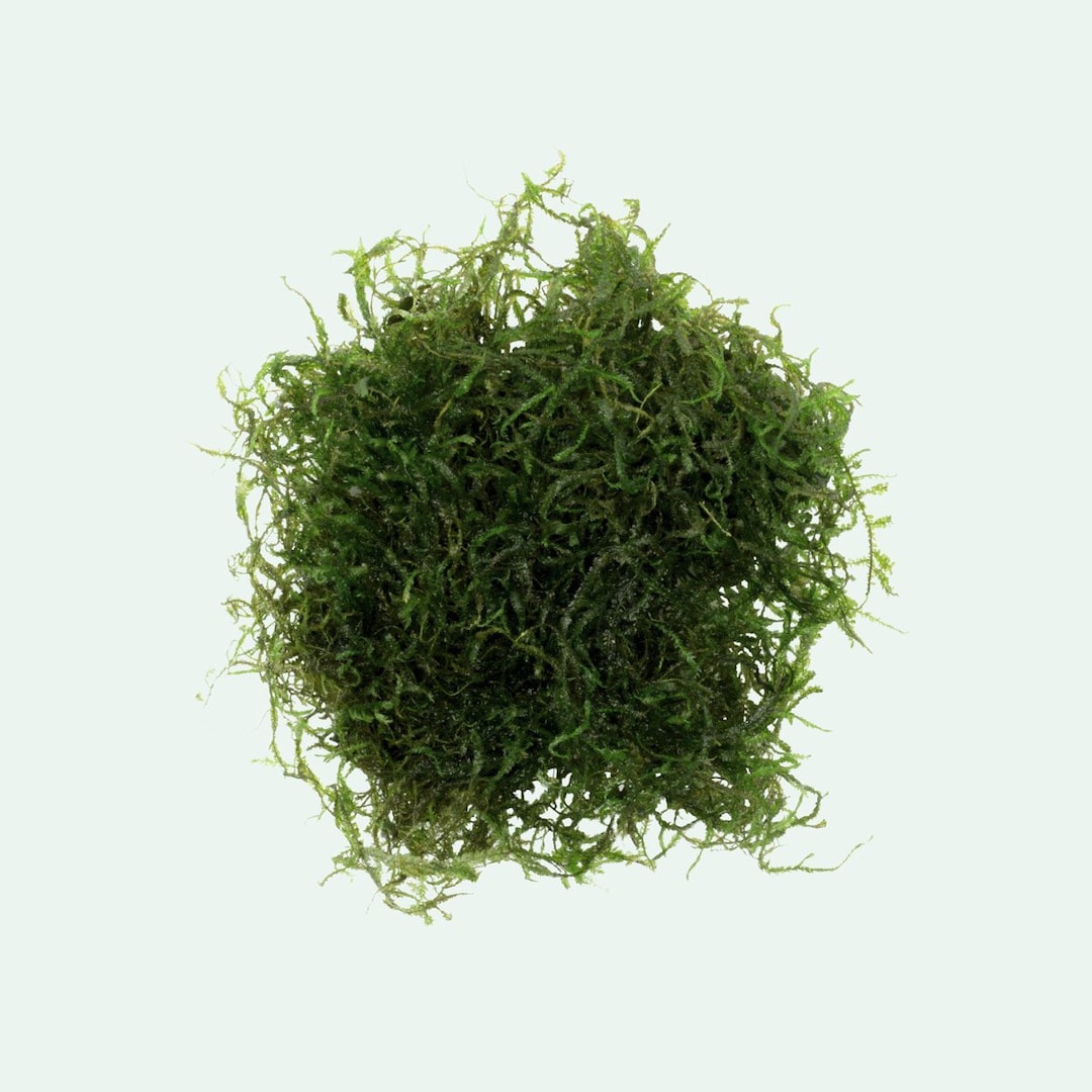 Java Moss - Live Moss, Fish Tank Plants, Beginner Aquatic Plants, Fish ...