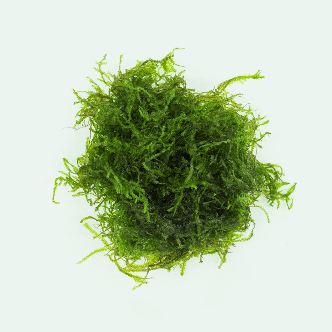 Flame Moss - Easy Live Aquatic Moss Plant, Moss for Terrarium, Live ...