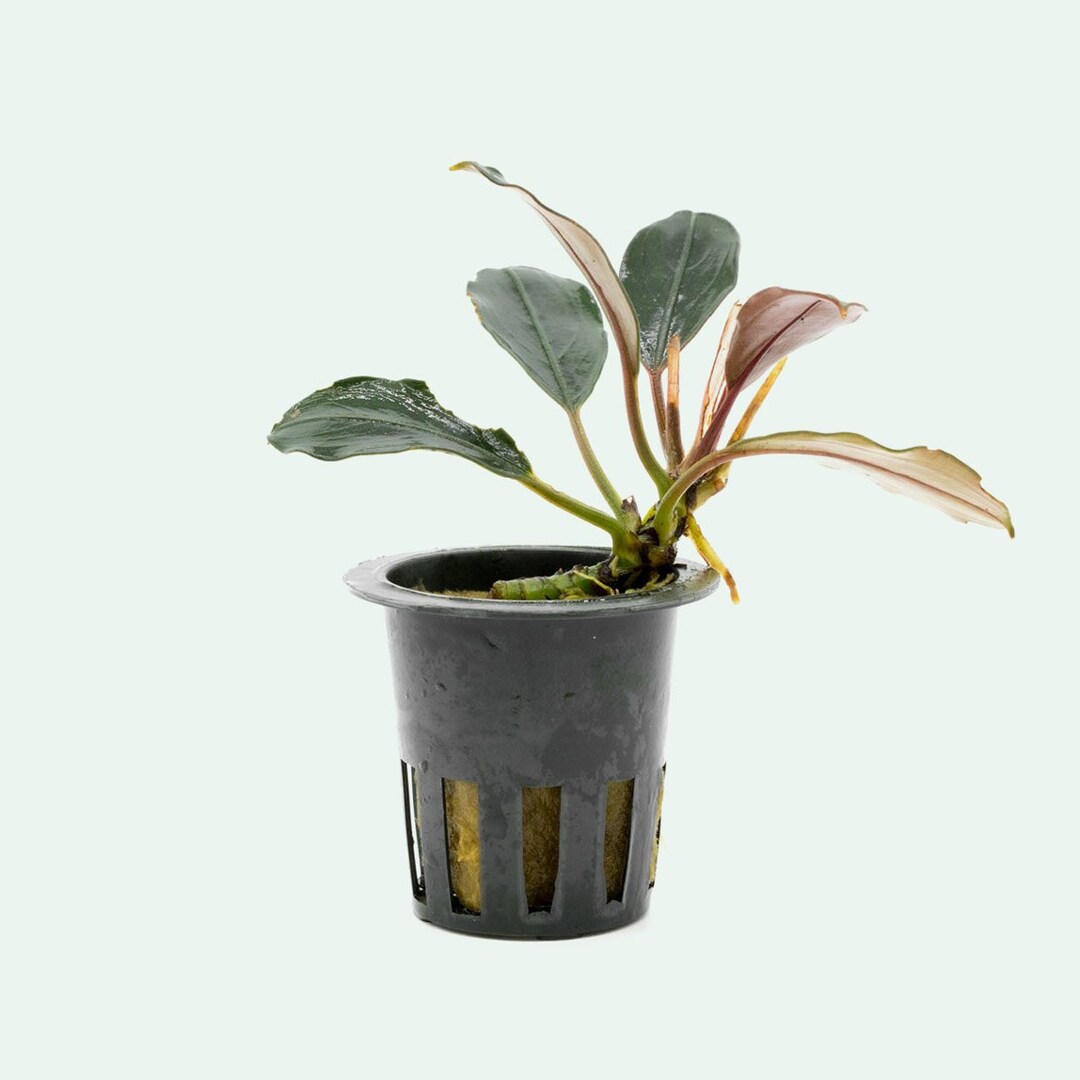 Rare Bucephalandra Pink Lady - Live Aquatic Plants - Live Aquarium ...