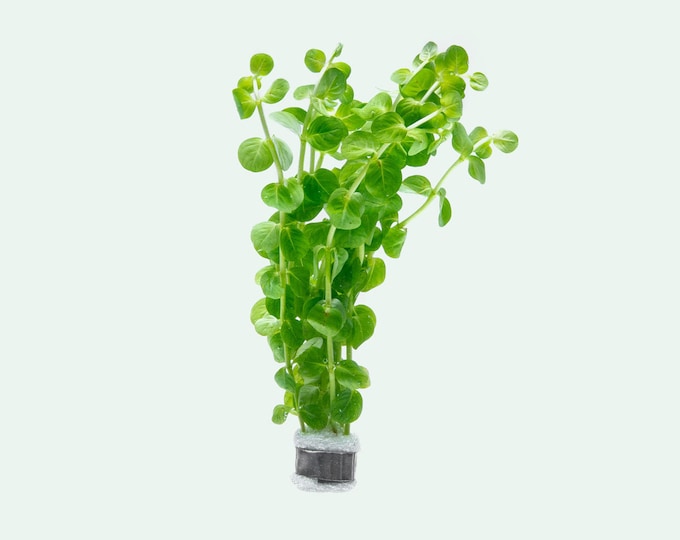 Tank One, Various Live Aquarium/aquatic/background/midground/foreground ...