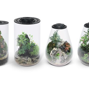 Closed Terrarium Glass With Lid, Live Moss Terrarium Self Sustaining ...