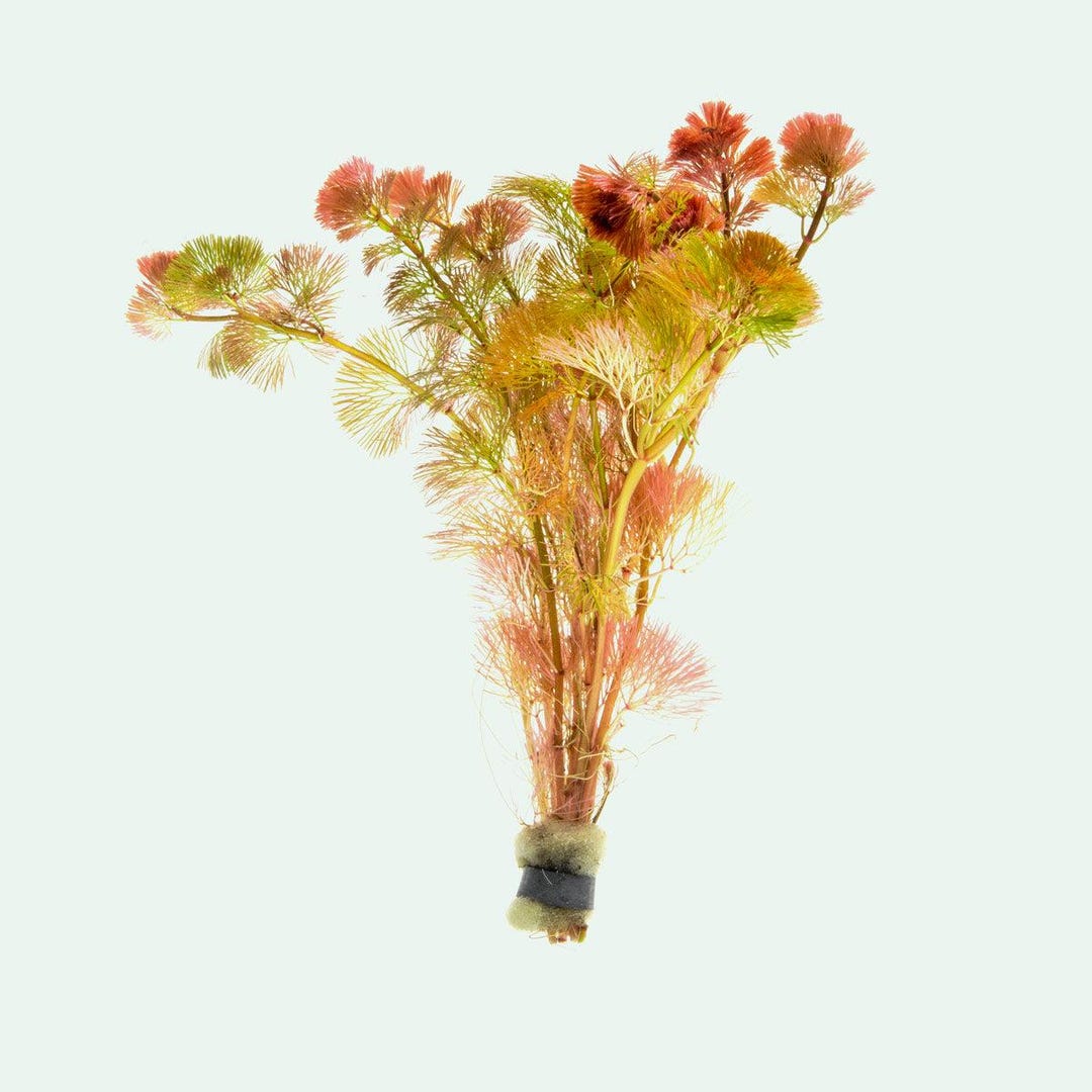 Cabomba Piauhyensis Red - Cabomba Furcata | Red Fish Tank Plant, Red ...
