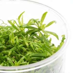 Pogostemon Helferi (downoi Plant) Tissue Culture, Easy Live Aquatic ...