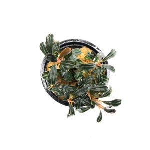 Bucephalandra Lamandau Mini Purple Rare Buce Plants, Live Aquarium ...