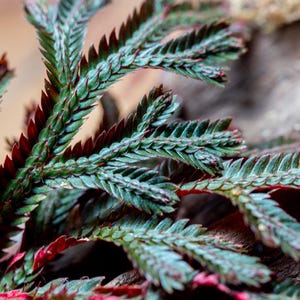 Selaginella Erythropus Sanguinea Red Ruby Club Moss Live Terrarium ...