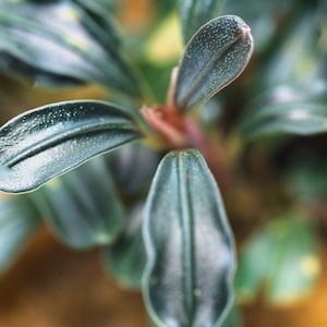 Bucephalandra Lamandau Mini Purple Rare Buce Plants, Live Aquarium ...