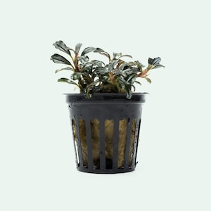 Bucephalandra Lamandau Mini Purple Rare Buce Plants, Live Aquarium ...