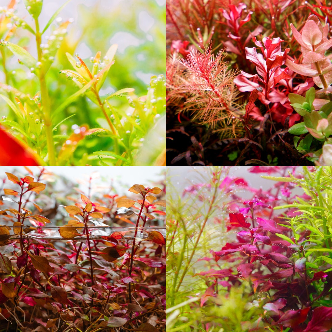 Freshwater Aquatic Stem Plant Pack, Assorted Colorful Stem Plants for ...