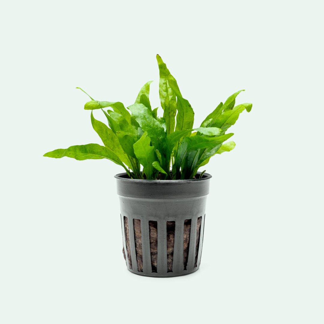 Java Fern Narrow Mini (microsorum Pteropus) - Beginner Friendly Aquatic ...