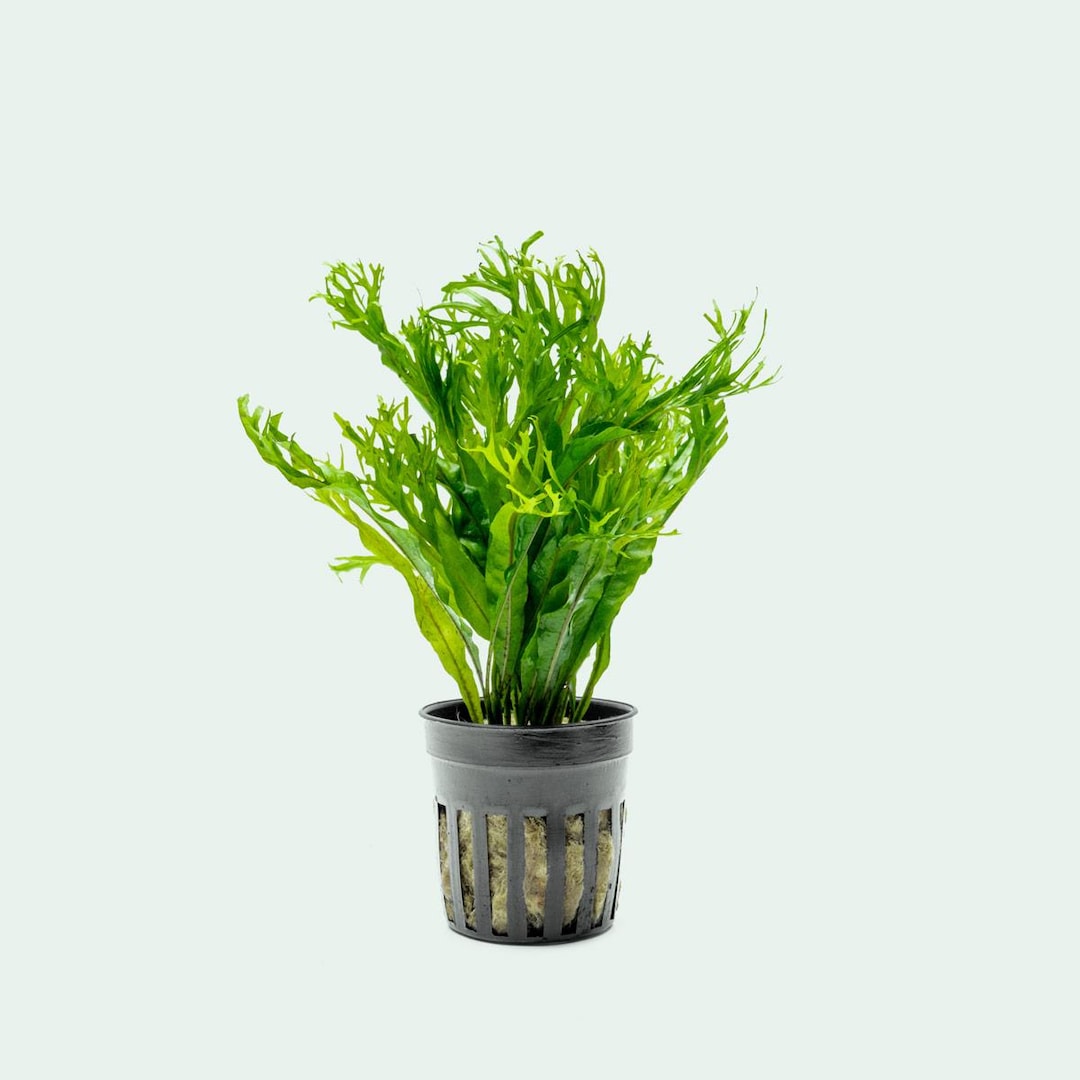 Java Fern Windelov (microsorum Pteropus) - Beginner Friendly Live ...