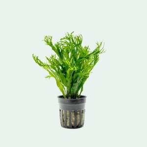 Java Fern Windelov (microsorum Pteropus) - Beginner Friendly Live ...