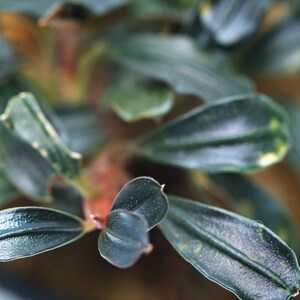 Bucephalandra Lamandau Mini Purple Rare Buce Plants, Live Aquarium ...