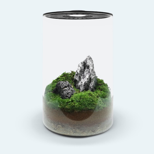 Terrarium Moss - Etsy