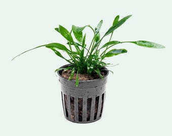 Cryptocoryne Wendtii Brown 'indo' Tissue Culture Live Aquatic Plant ...