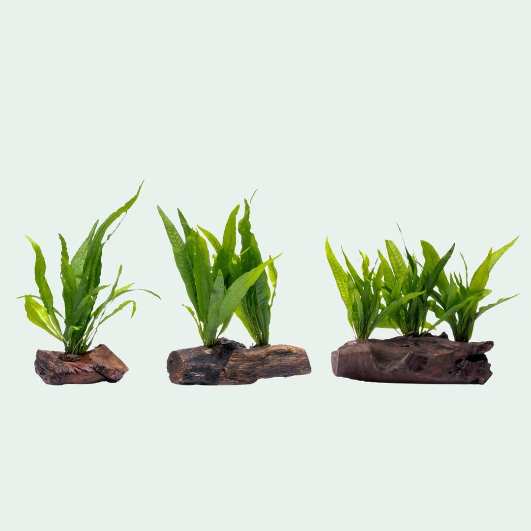 Java Fern Driftwood - Microsorum Pteropus on Aquarium Safe Driftwood ...