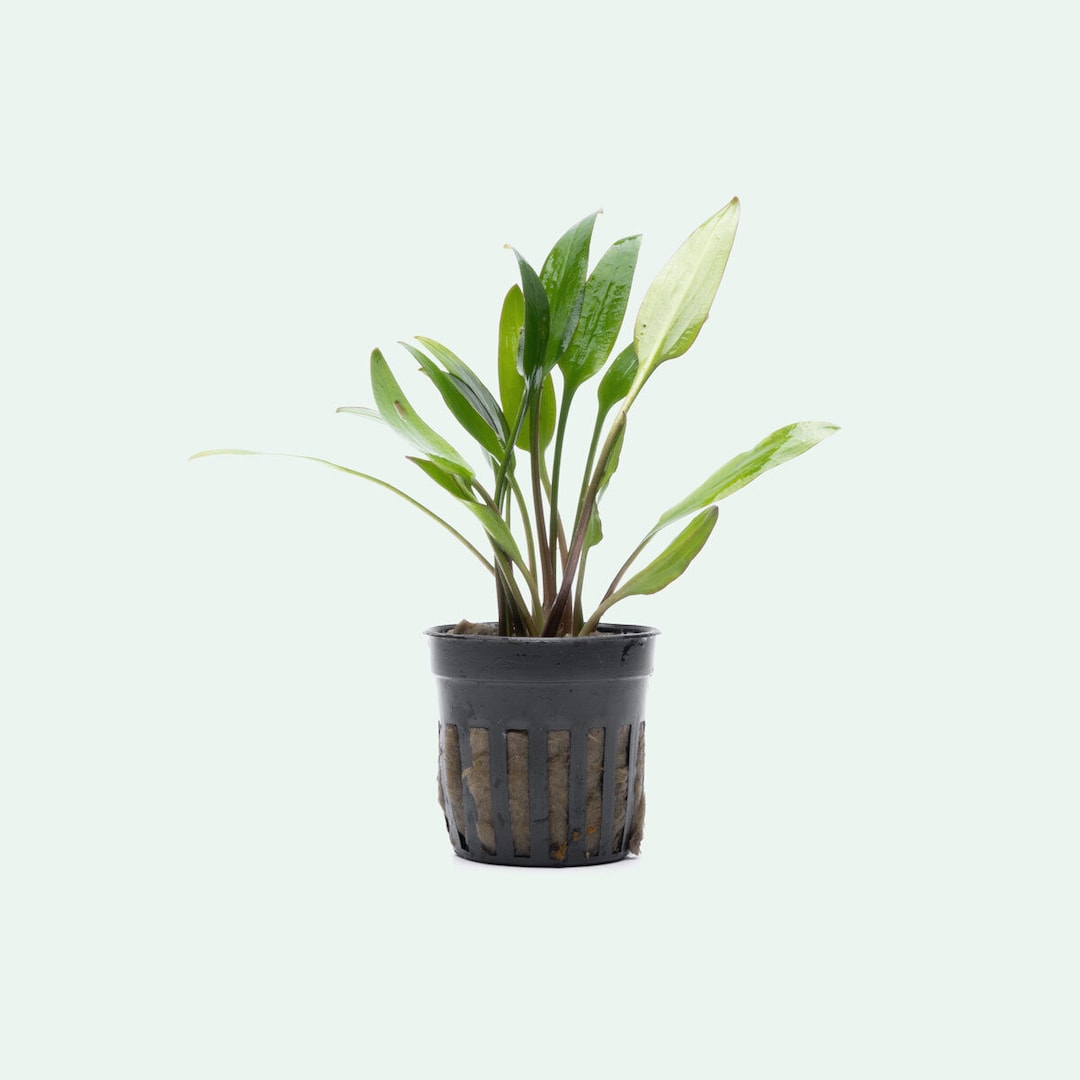 Cryptocoryne Lutea - Easy Live Aquatic Plant, Beginner Aquarium Plants ...
